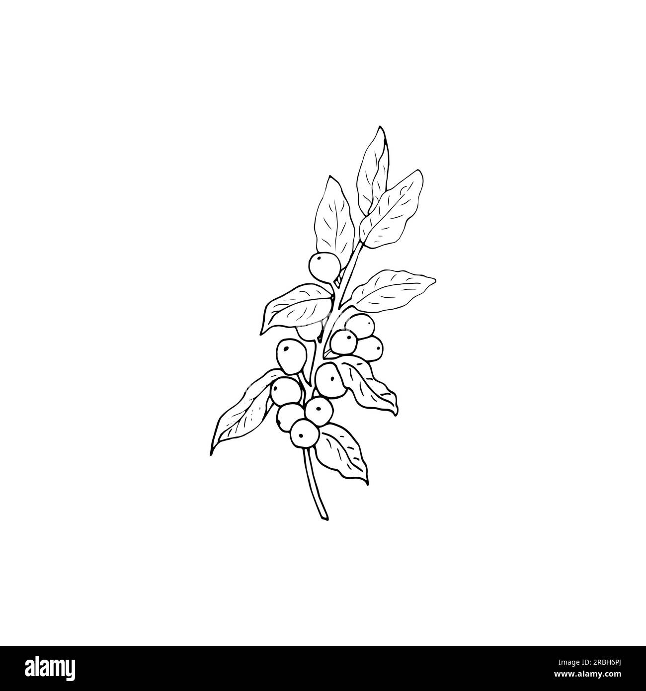 Coffee branch with leaves and berries. Botanical drawing, sketch. Hand ...