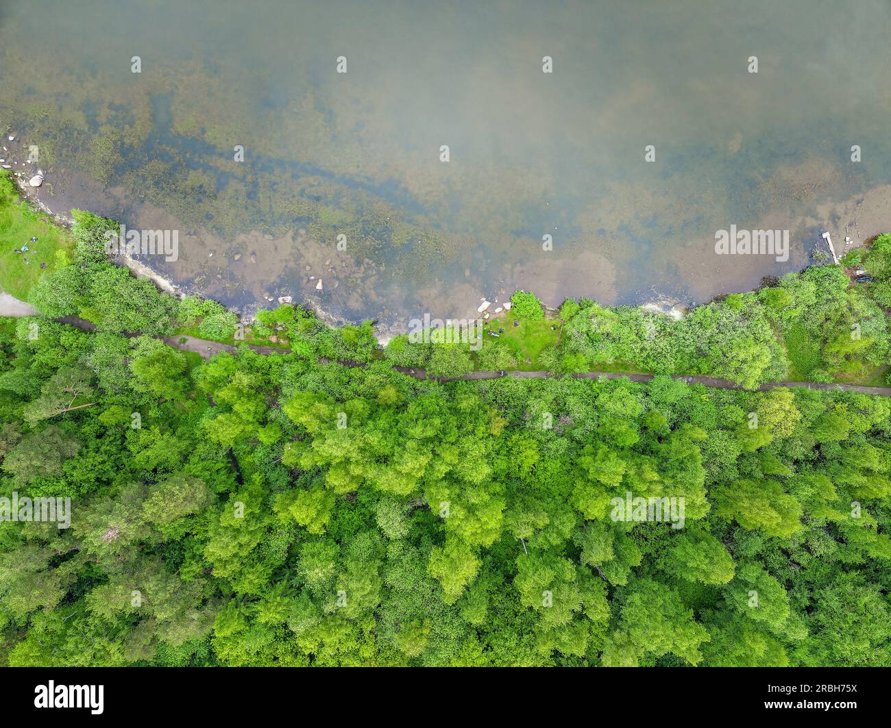 Aerial view of lake or river green shore with forest. Summer season ...