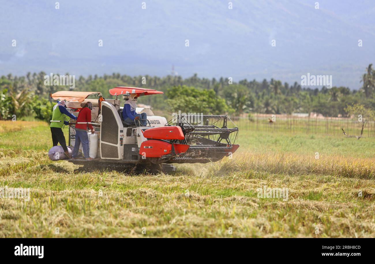 San Pablo, Philippines. July 10, 2023 : Farmers harvest rice at the ...