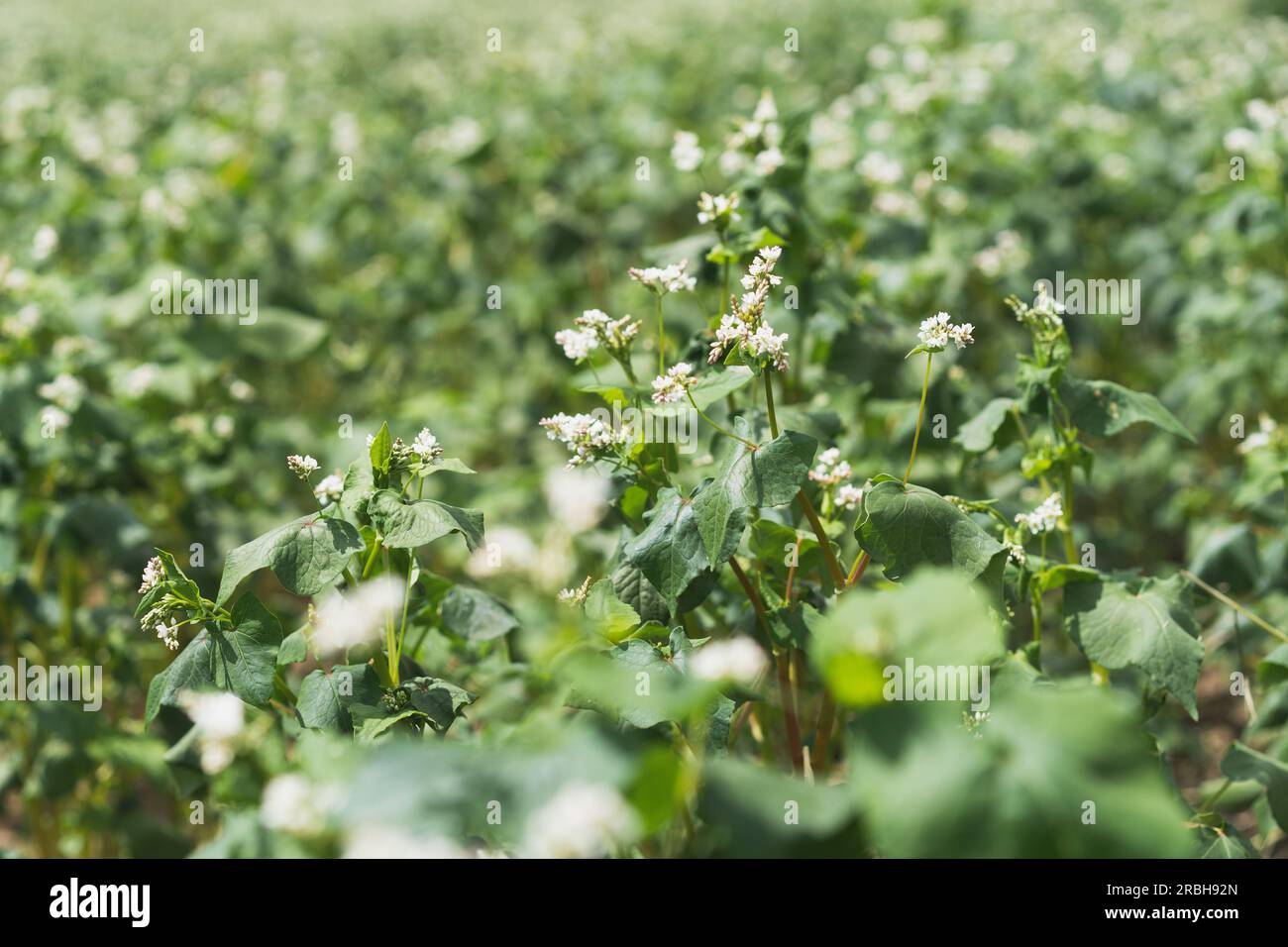 Many beautiful buckwheat flowers growing in the field. Agriculture ...