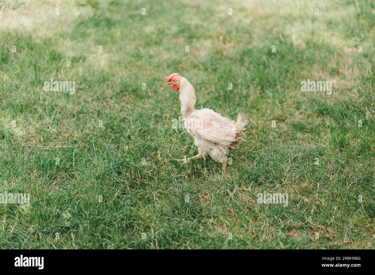 Sick chickens bald birds without feathers walk on a free range Stock ...