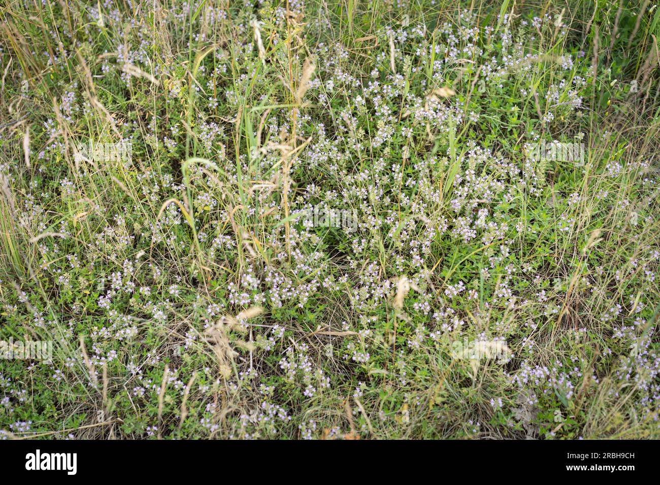 Blossoming pink herb Thymus serpyllum, Breckland wild thyme, creeping ...
