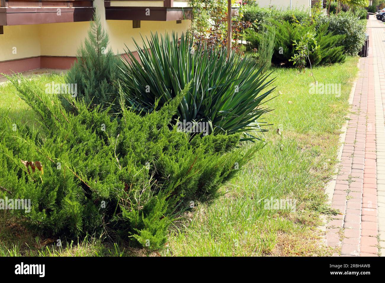 Bush Of Juniper And Bush Of Yucca Along The Footpath Closeup Junipers Are Coniferous Plants In