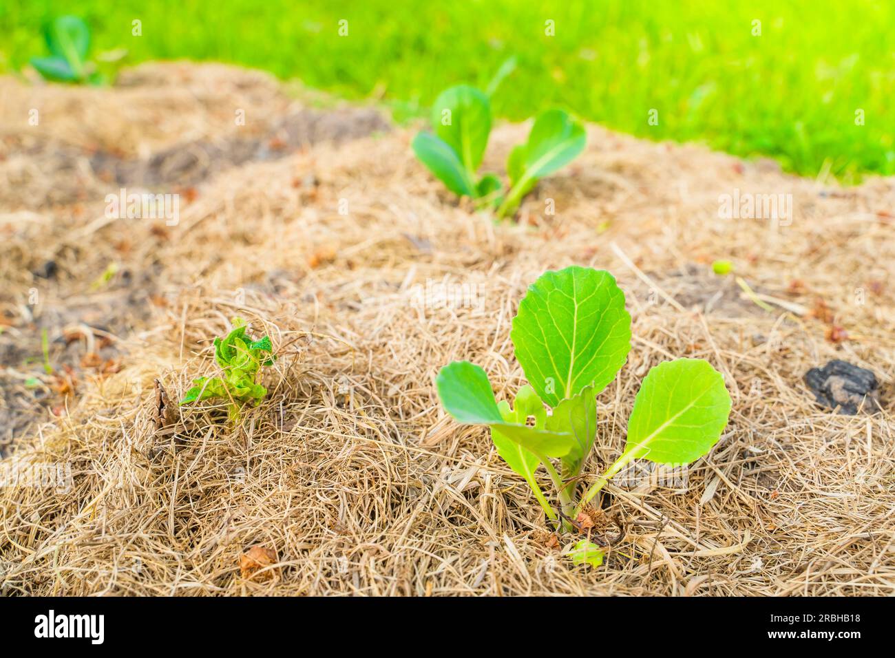 Young leaves of a growing white cabbage in a garden bed with mulched ...