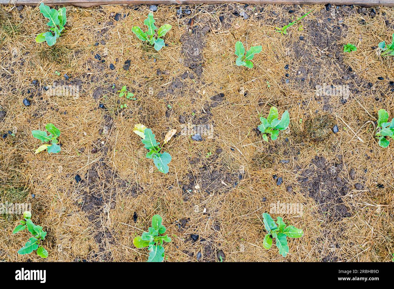 Cauliflower seedlings are planted in a well-groomed garden bed ...