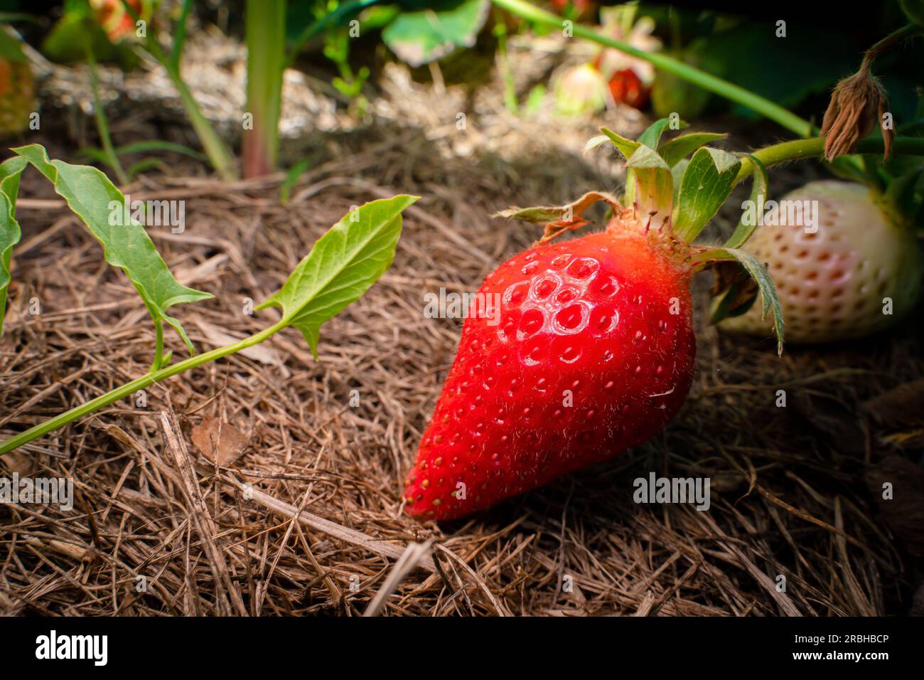 Saturated red strawberry grows close-up on a plantation Stock Photo - Alamy