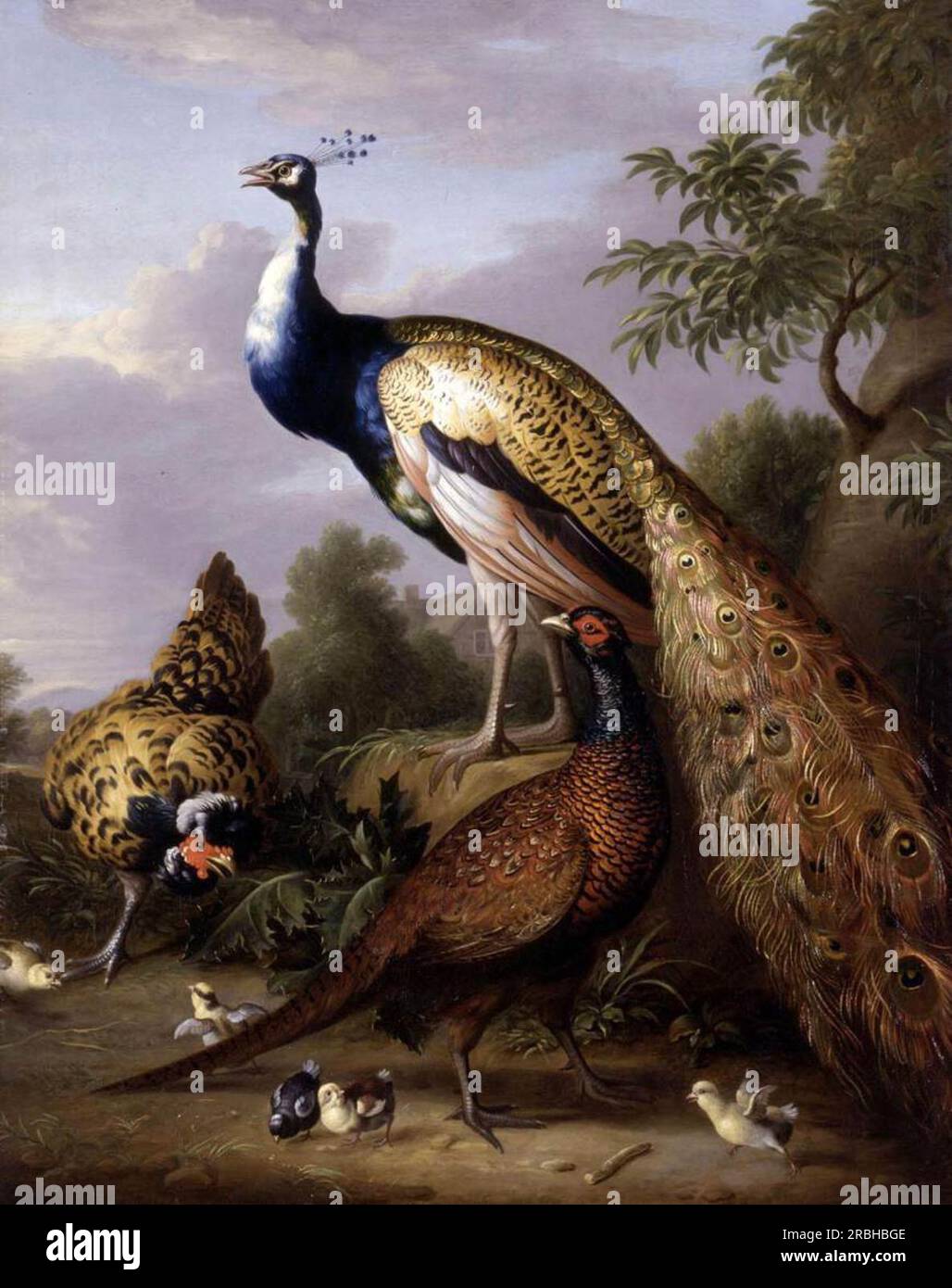 Peacock, Hen and Cock Pheasant in a Landscape by Tobias Stranover Stock Photo - Alamy