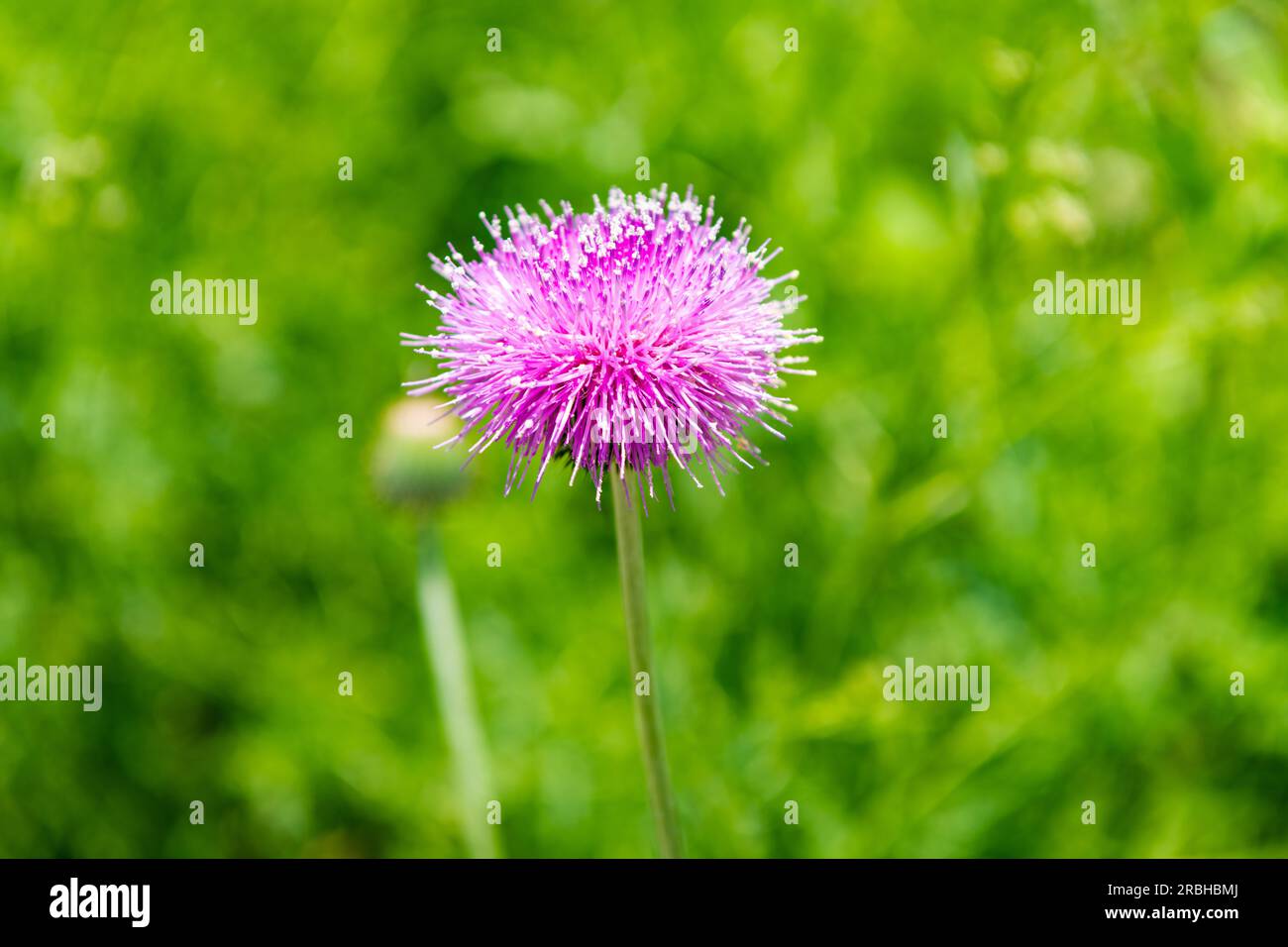 floral bloom of flower macro. beautiful nature. Blooming flower shows ...