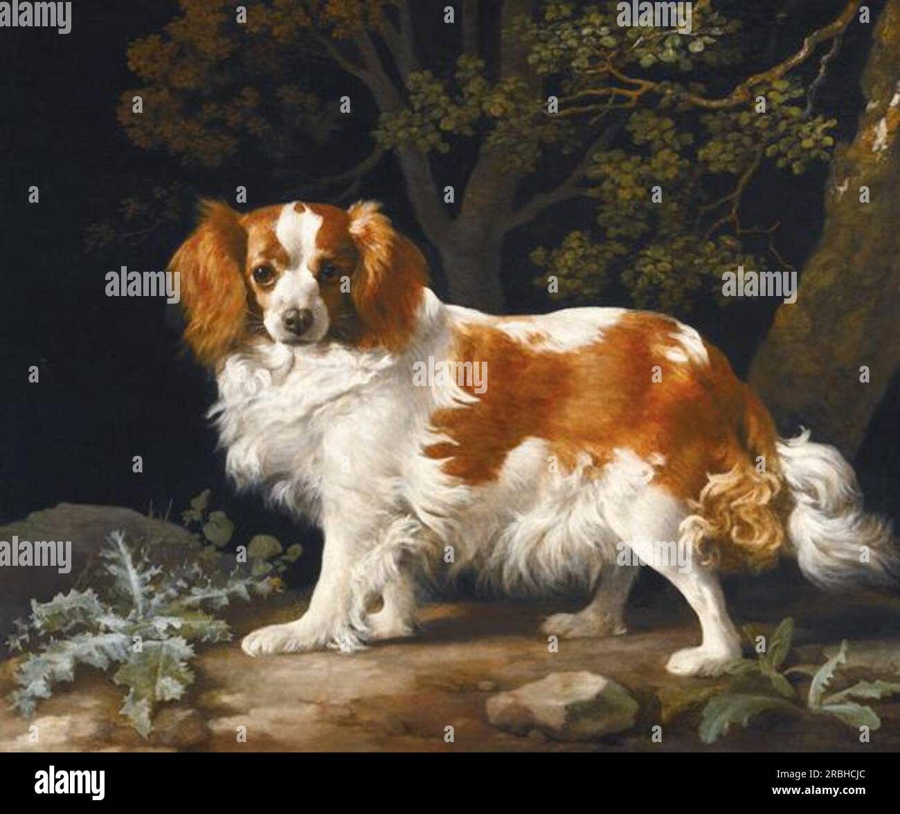 King george spaniel hi-res stock photography and images - Alamy