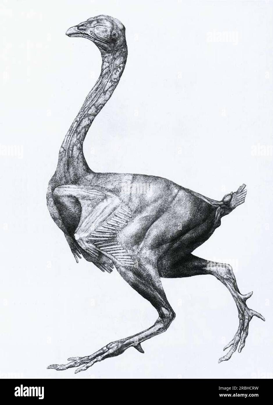 Study of a Fowl, Lateral View, with skin and underlying fascial layers ...