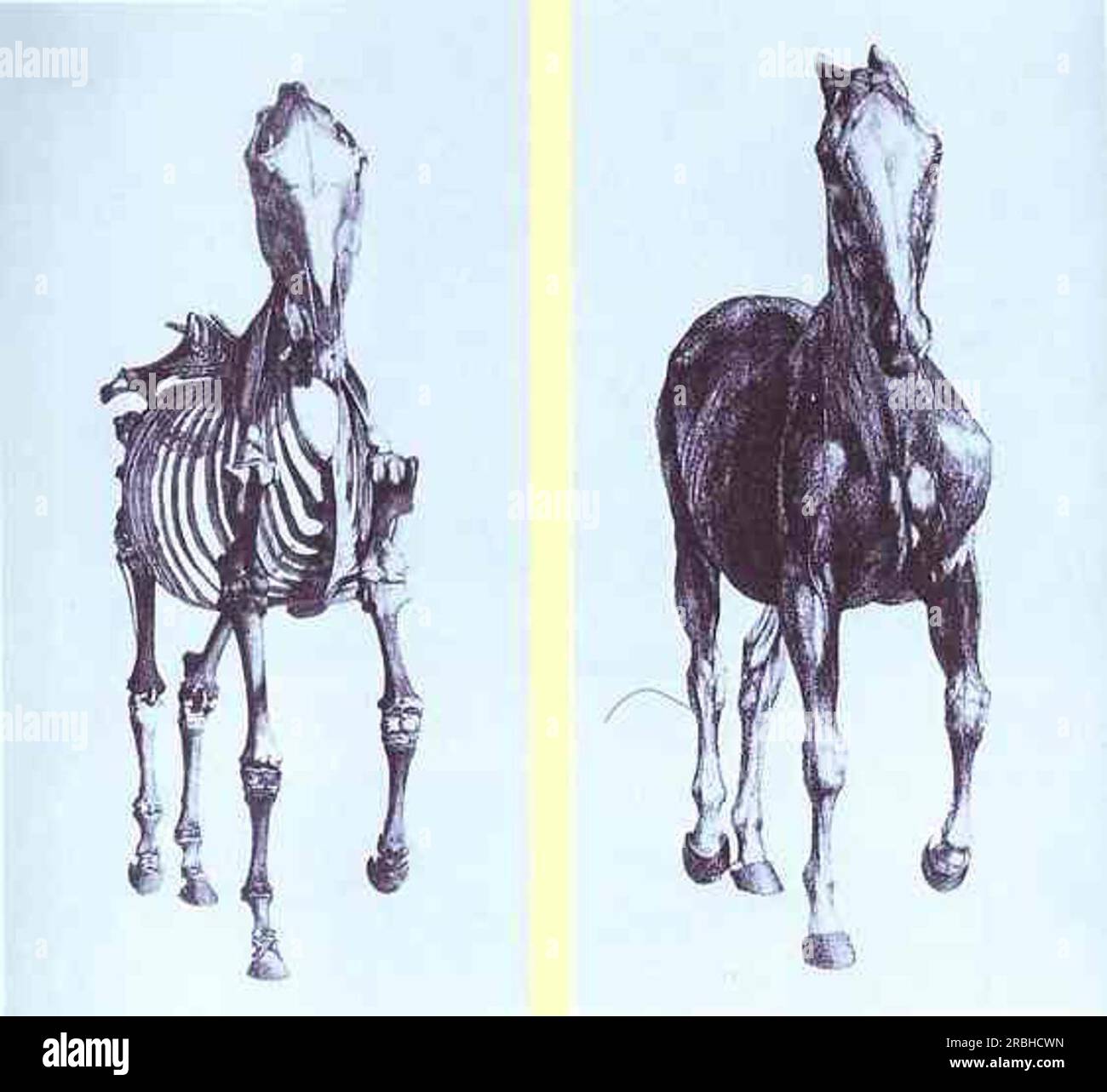 George stubbs anatomy hi-res stock photography and images - Alamy