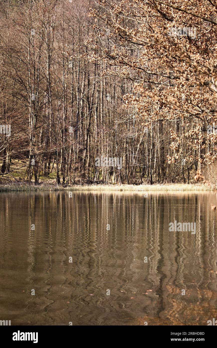 Trees and their reflections in water with ripples on a sunny spring day ...
