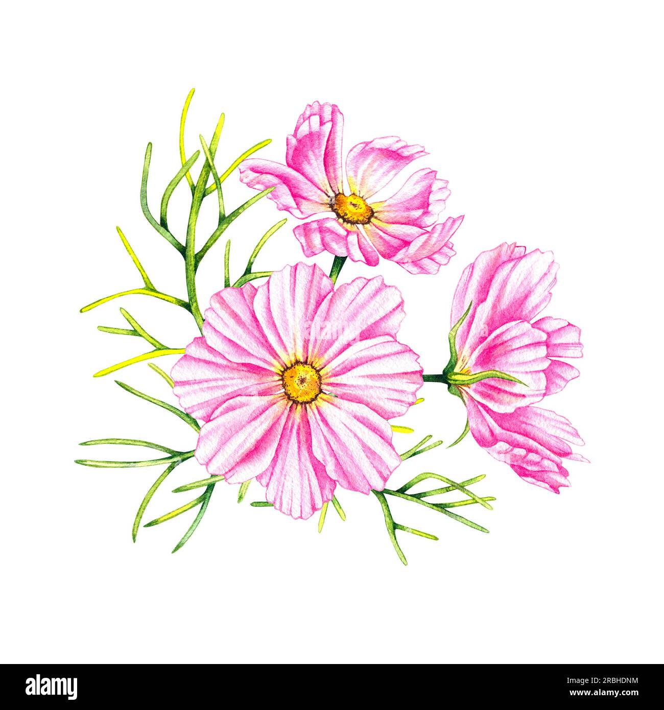 Cosmos flowers bouquet isolated on a white background. Hand-drawn ...