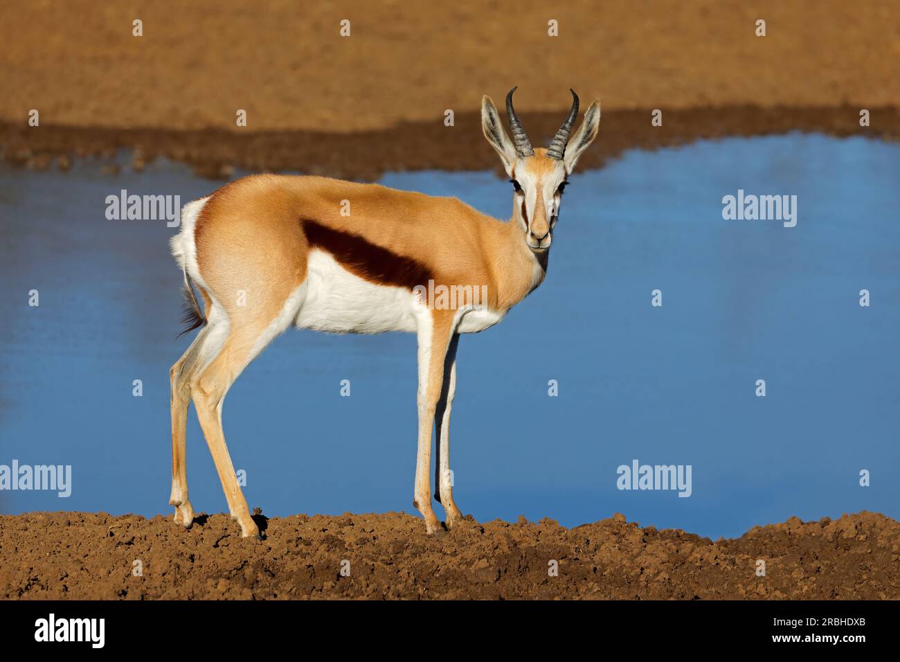 A springbok antelope (Antidorcas marsupialis) at a waterhole, Mokala ...