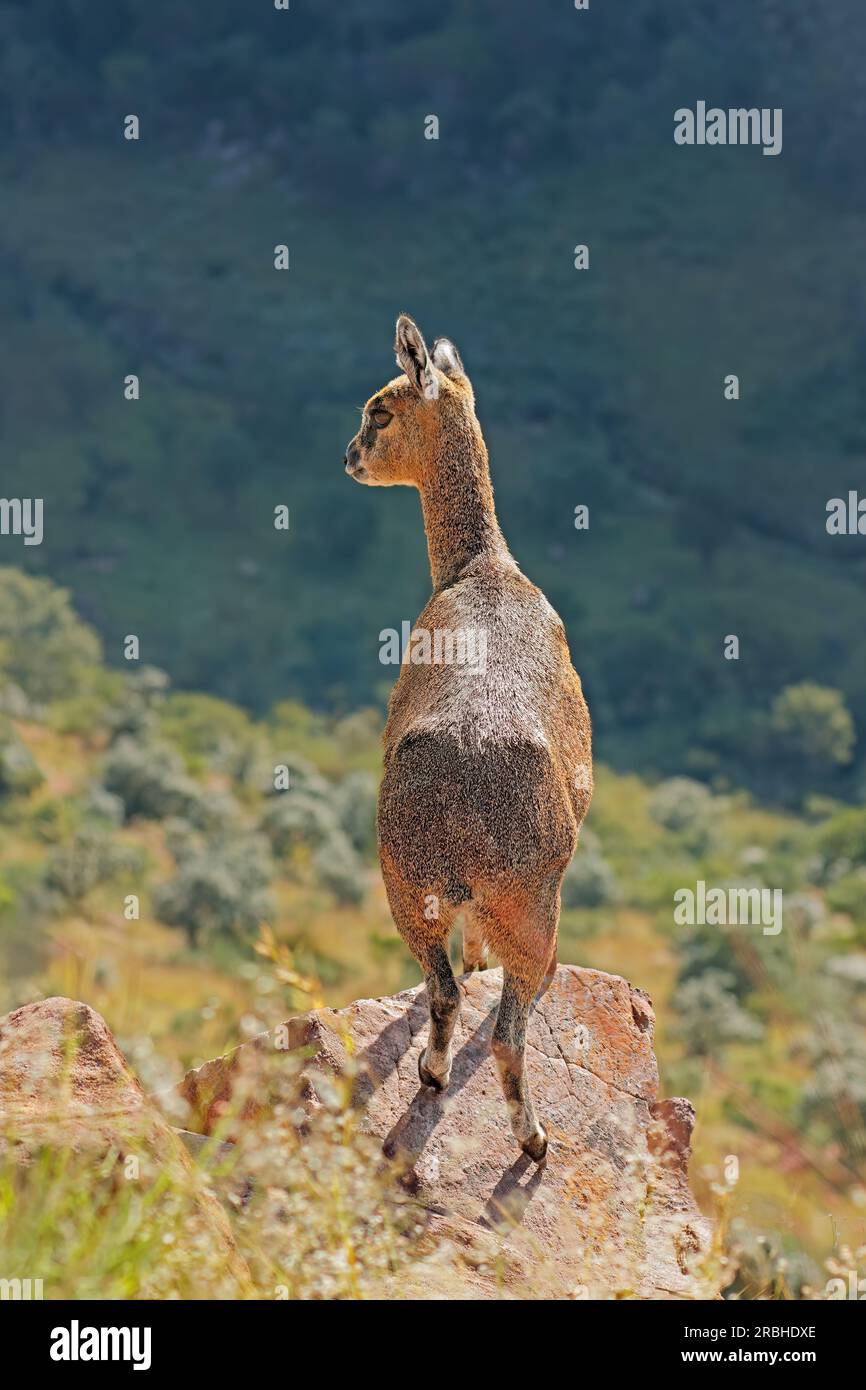 Klipspringer antelope (Oreotragus oreotragus) standing on a rock ...