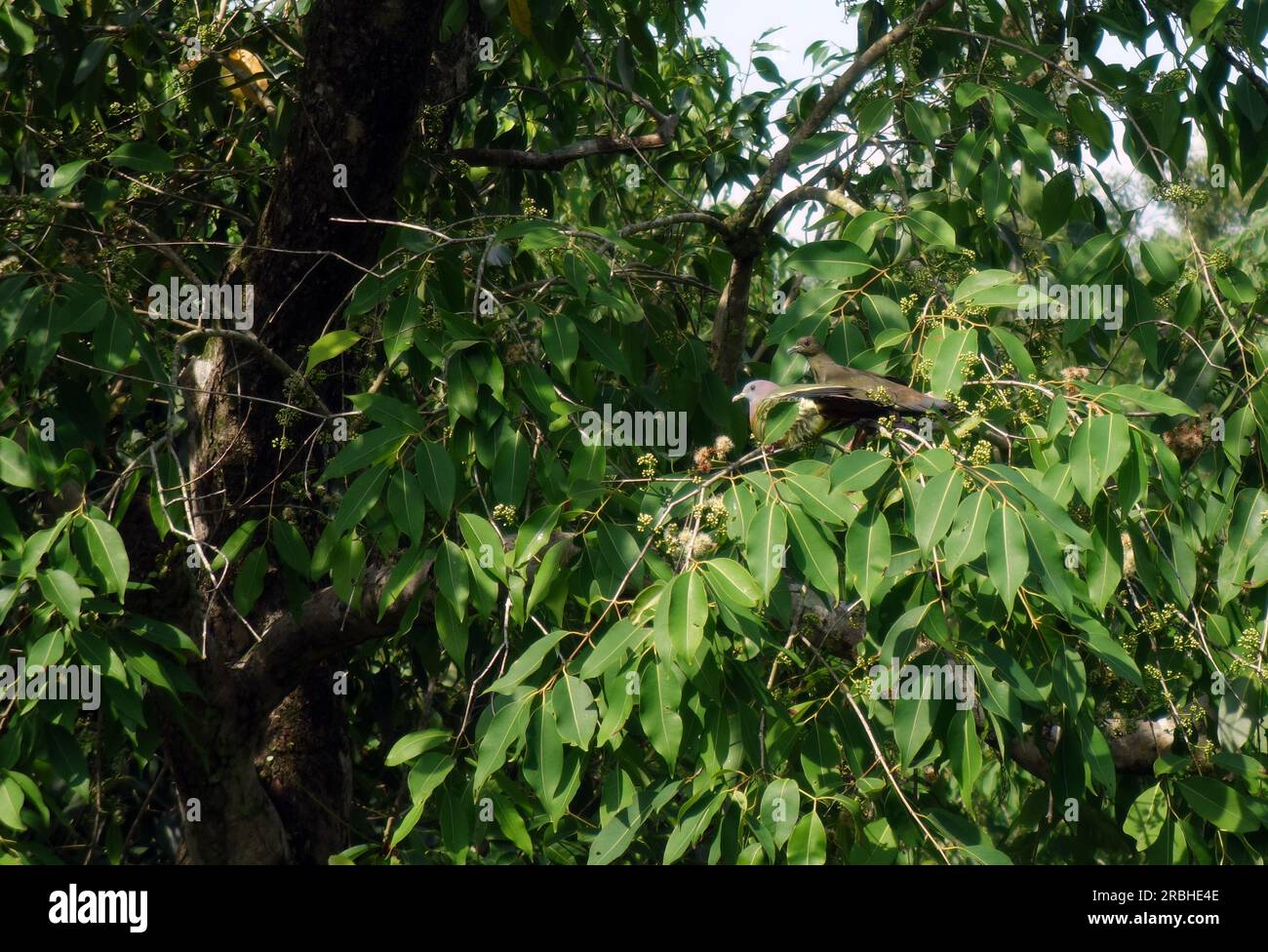 Pair of green imperial pigeons (Ducula aenea) roosting in tree canopy ...