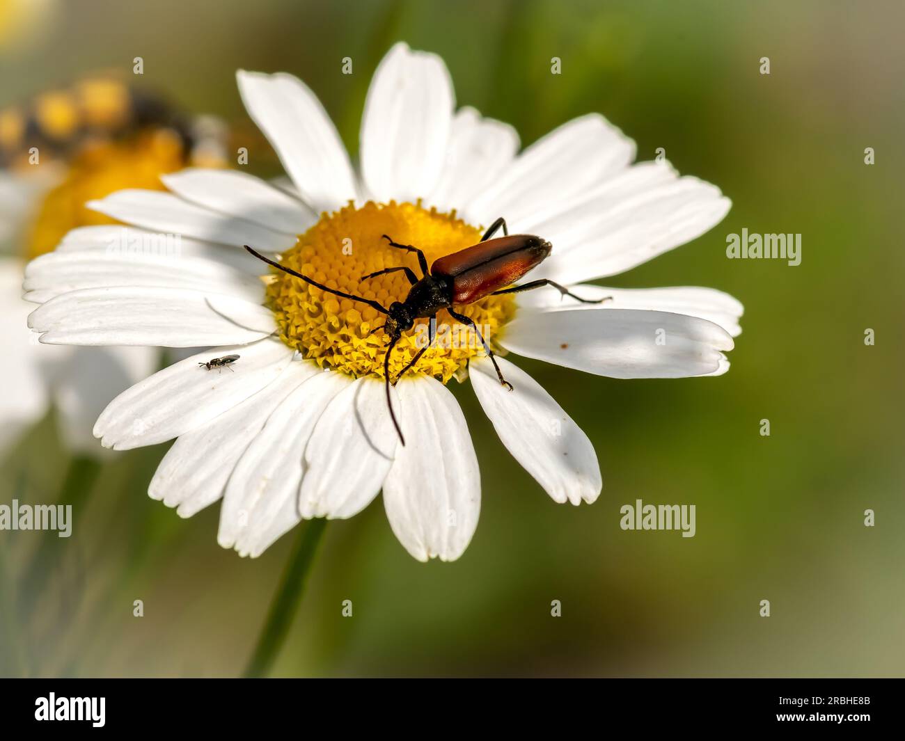 Beele on white flower Stock Photo - Alamy