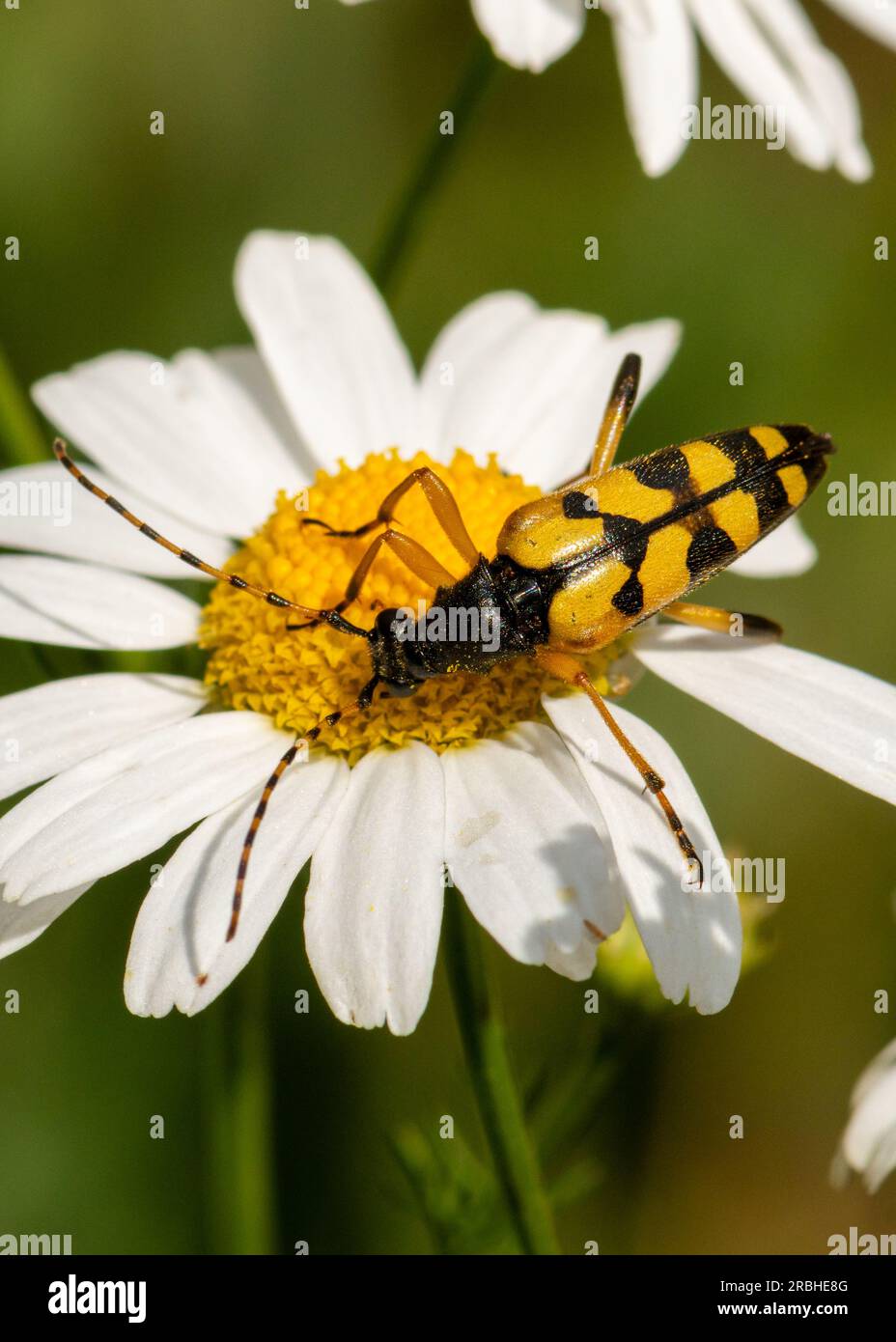 Beele on white flower Stock Photo - Alamy