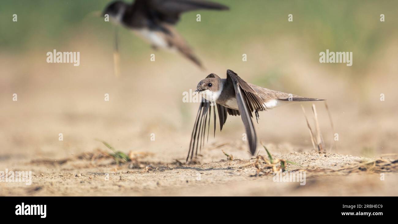 Riparia riparia collects blades of grass in the field to build a nest ...