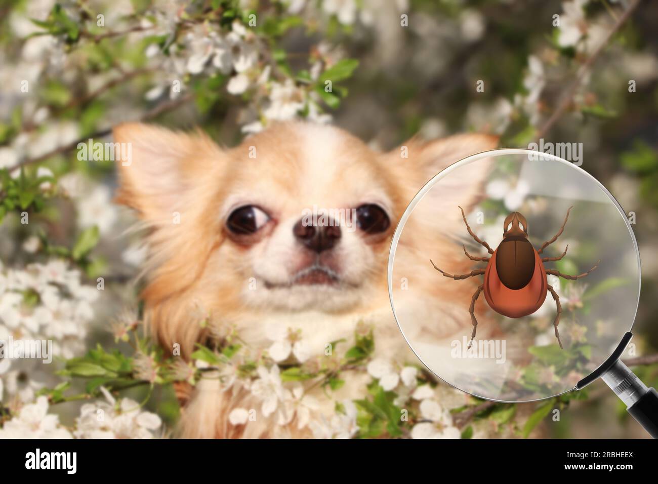 Cute dog in tree branches and illustration of magnifying glass with ...