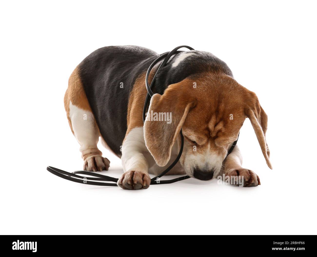 Playful Beagle dog damaging electrical wire on white background Stock ...