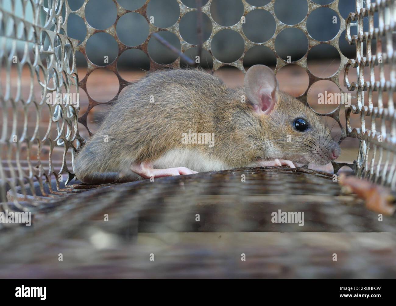 Rat in cage mousetrap on white background, Mouse finding a way out of ...