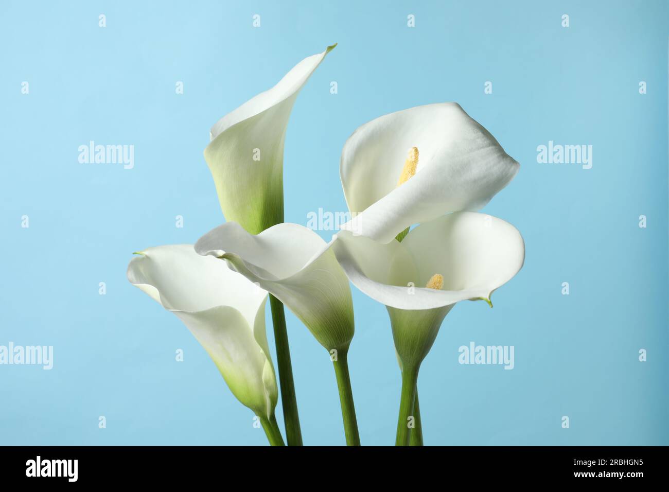 Blue Calla Lily Flower