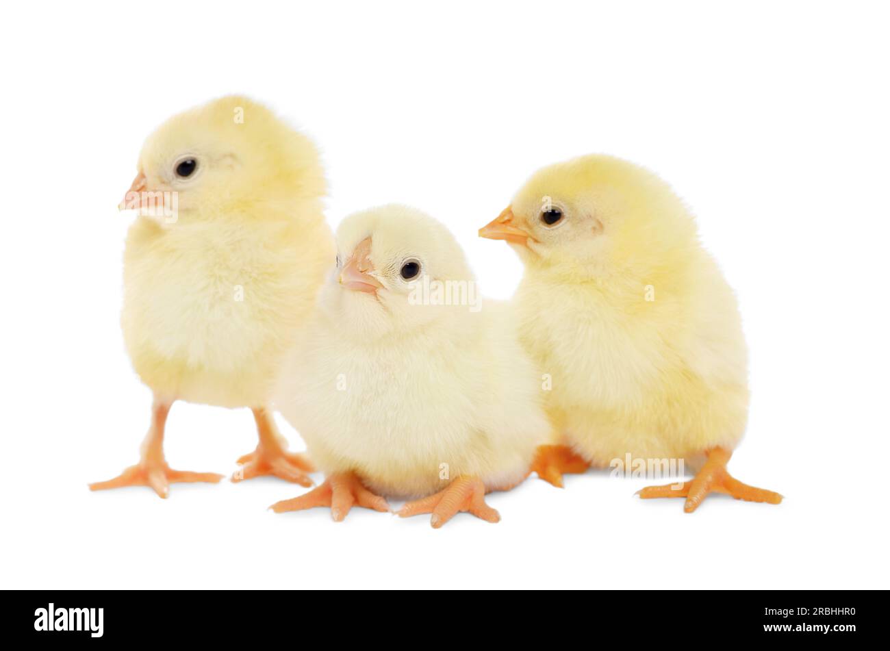 Three cute fluffy chickens on white background Stock Photo - Alamy