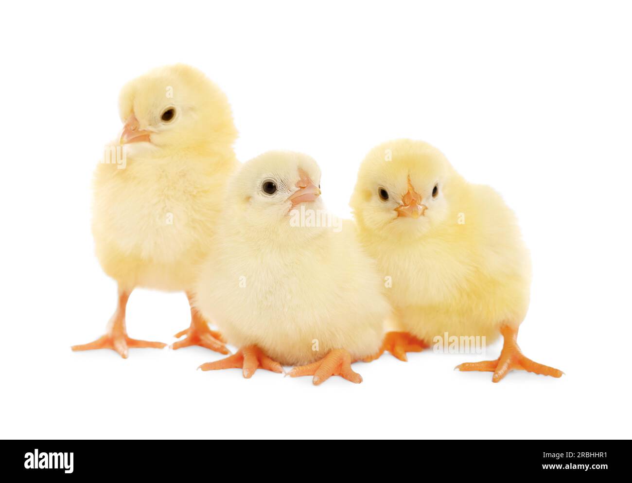 Three cute fluffy chickens on white background Stock Photo - Alamy