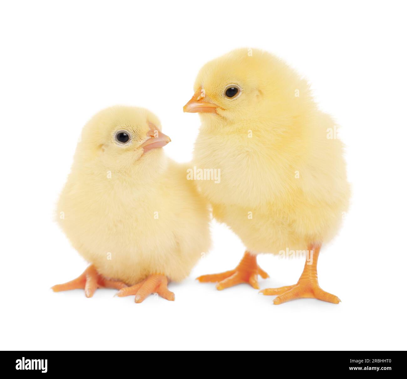 Two cute fluffy baby chickens on white background Stock Photo - Alamy