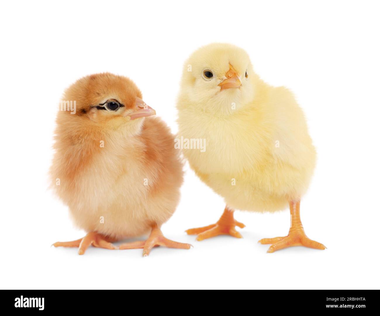 Two cute fluffy baby chickens on white background Stock Photo - Alamy