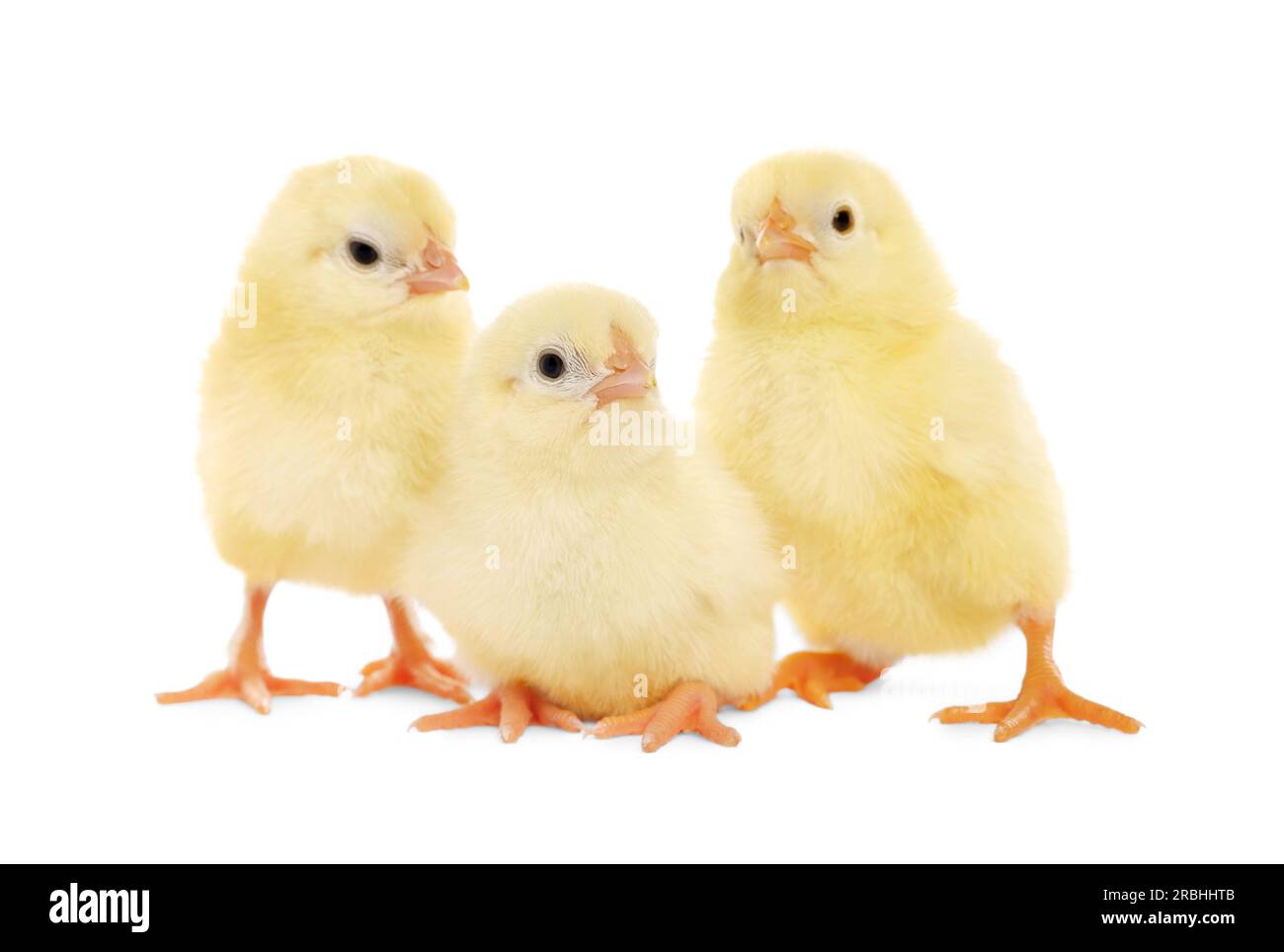 Three cute fluffy chickens on white background Stock Photo - Alamy