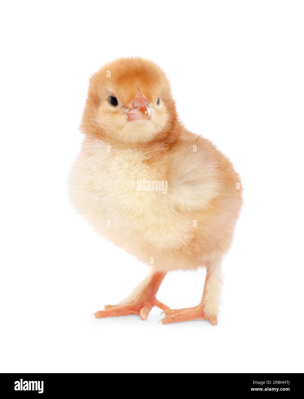 Cute fluffy baby chicken on white background Stock Photo - Alamy
