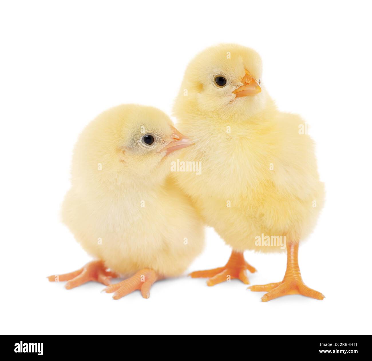 Two cute fluffy baby chickens on white background Stock Photo - Alamy