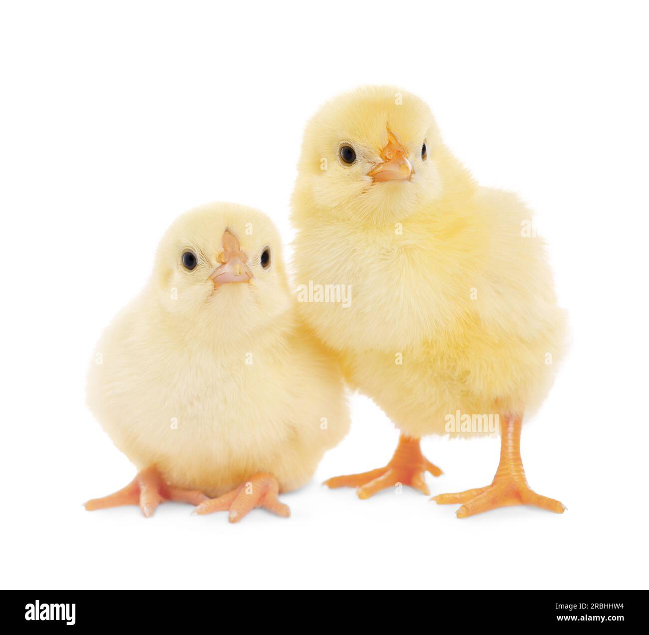 Two cute fluffy baby chickens on white background Stock Photo - Alamy