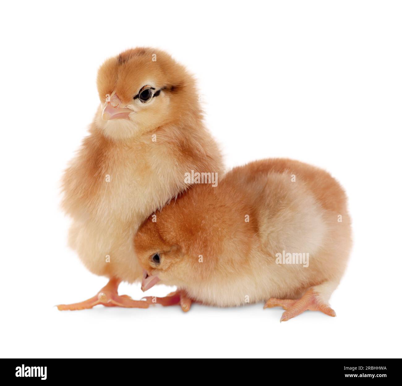 Two cute fluffy baby chickens on white background Stock Photo - Alamy
