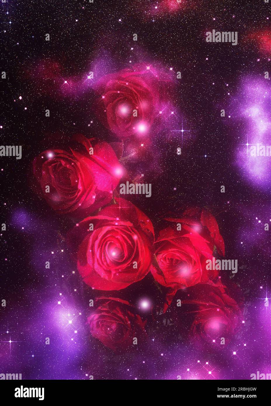 Red rose flower over starry space background, illustration, photo ...