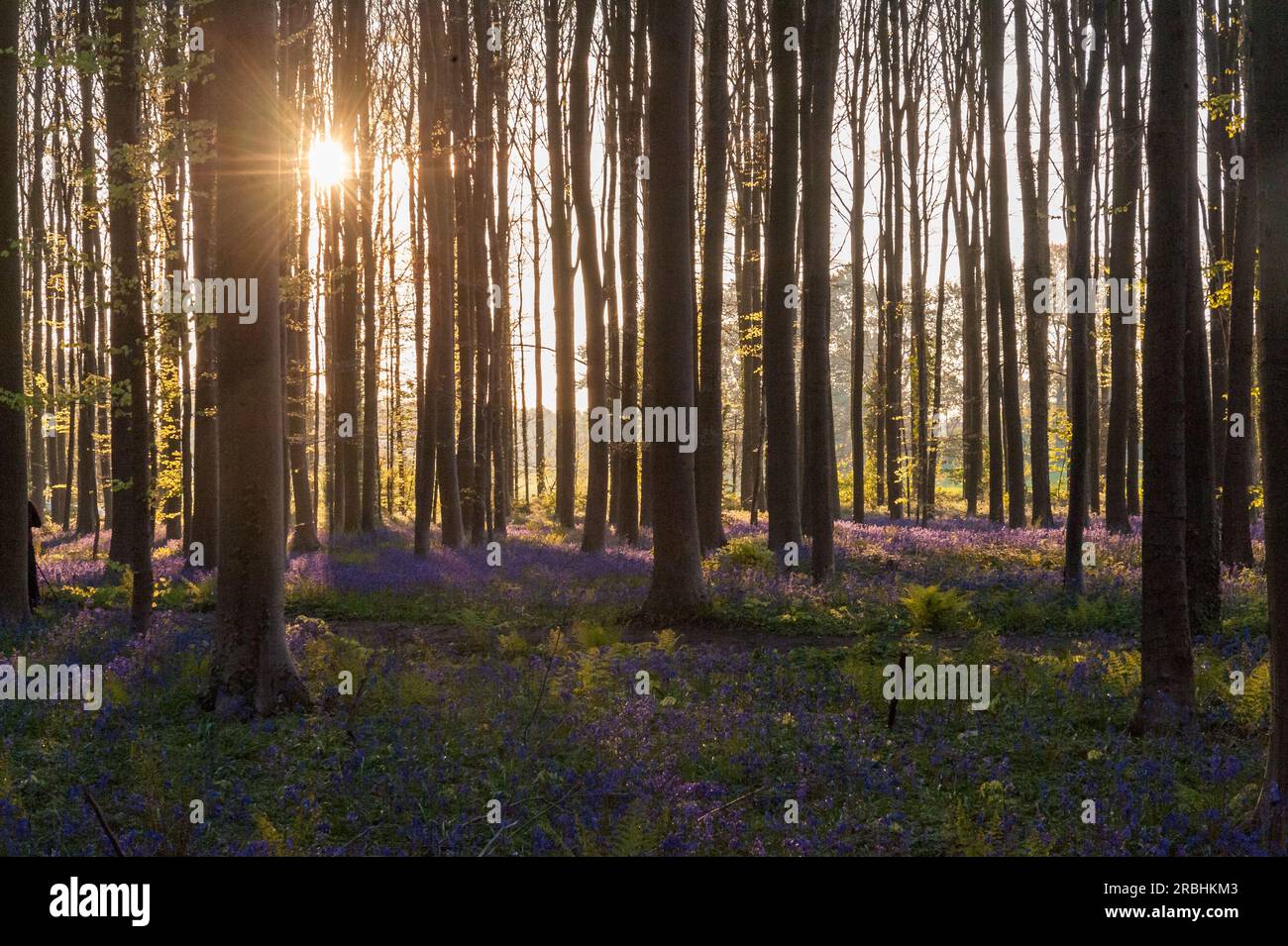 The rising sun illumingating a flowerbed of bluebells in the Hallerbos ...
