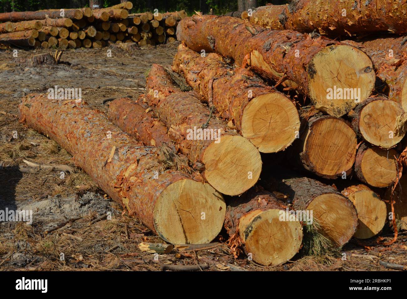 Cut pine trees hi-res stock photography and images - Alamy
