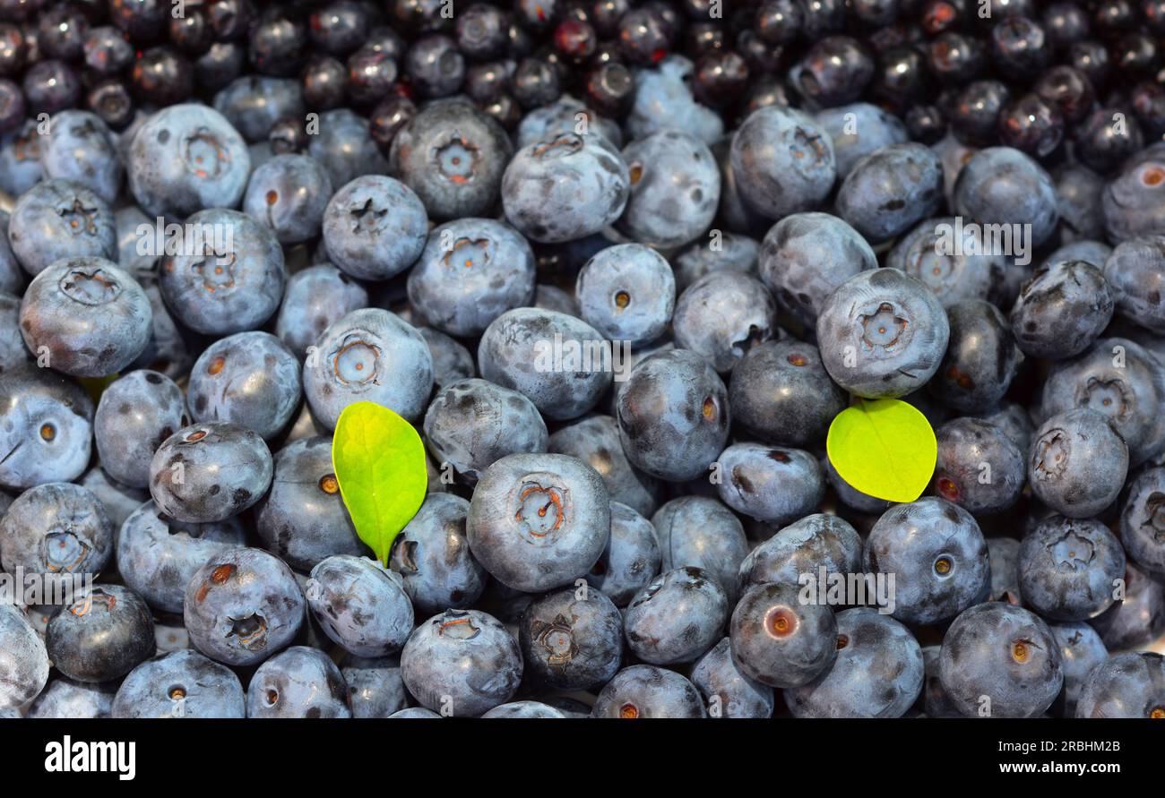 Blueberries vs bilberries hi-res stock photography and images - Alamy