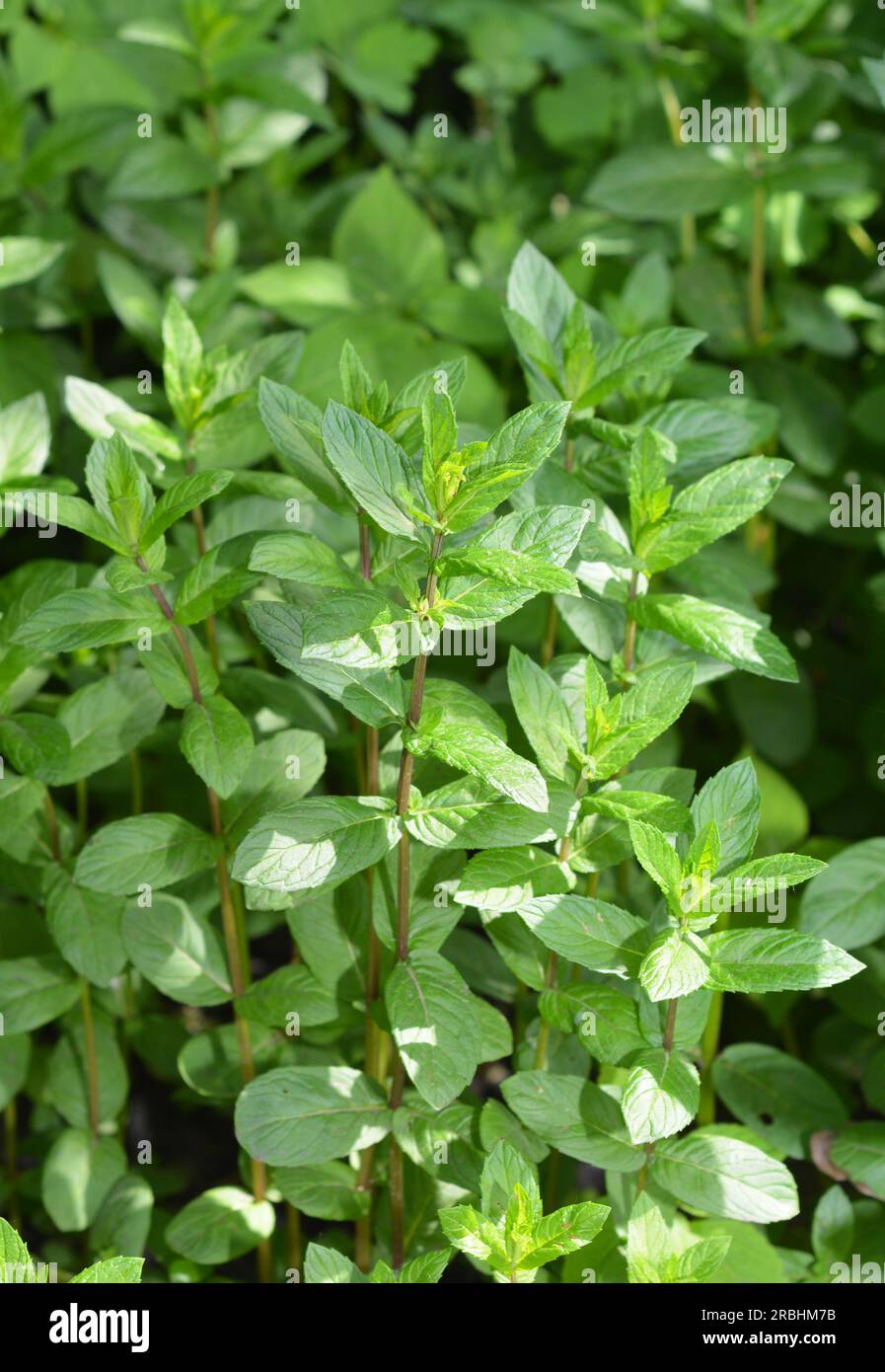 Peppermint (Mentha piperita) is a hybrid species of mint, a cross ...