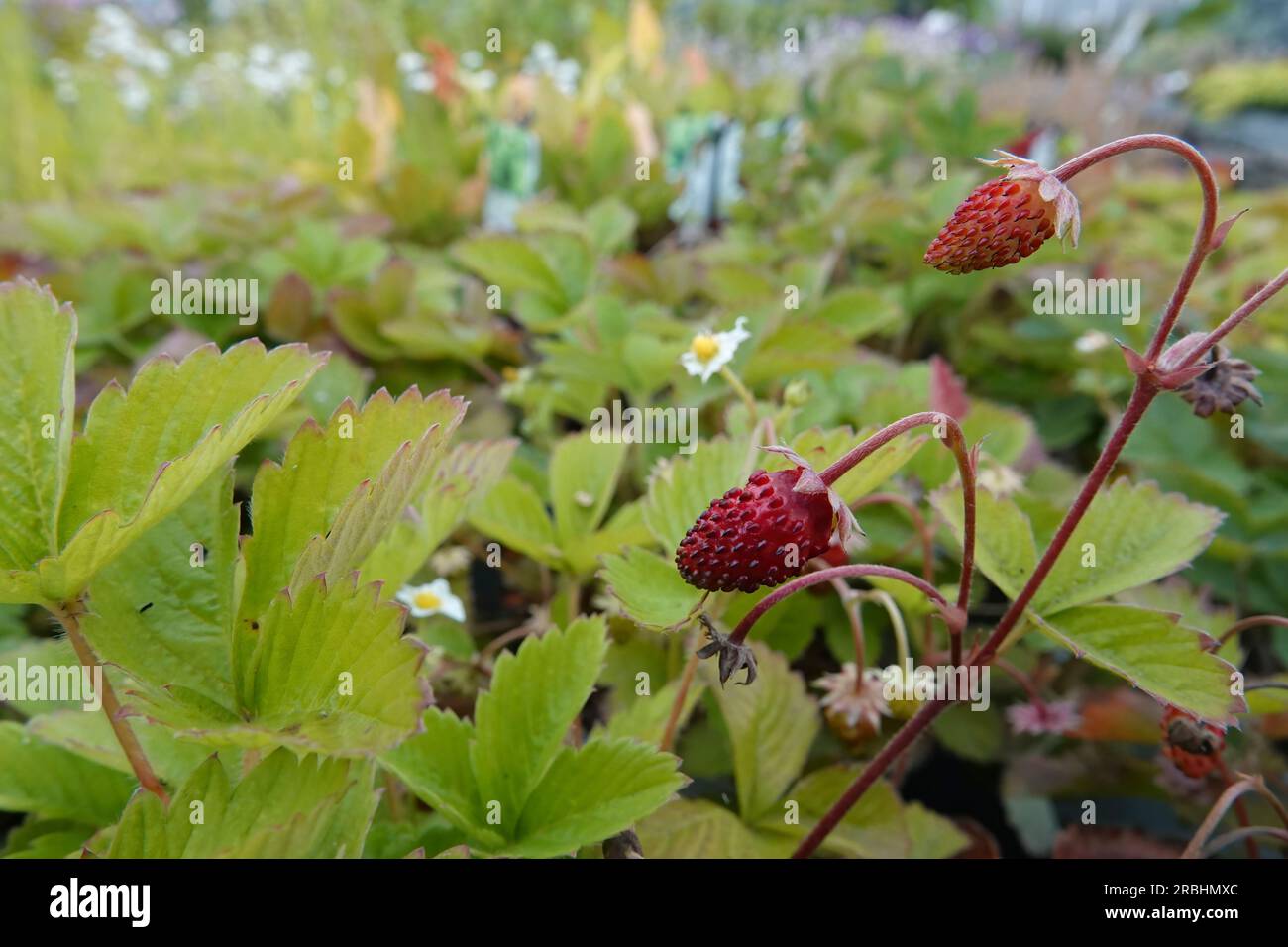 Natural wide angle closeup on the wild or woodland strawberry, Fragaria ...