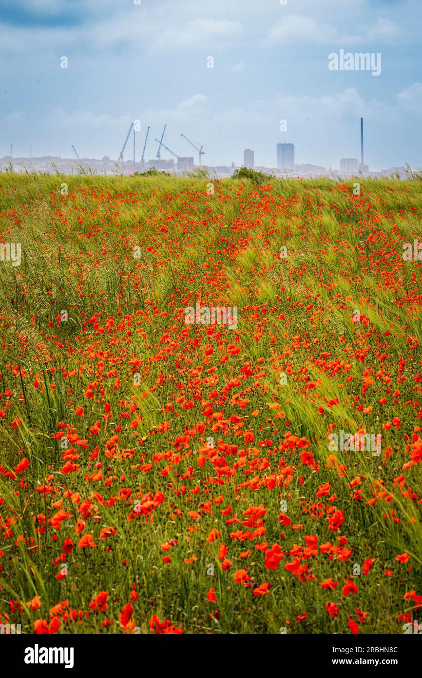 Poppy fields on the south downs in Portslade Brighton south east ...