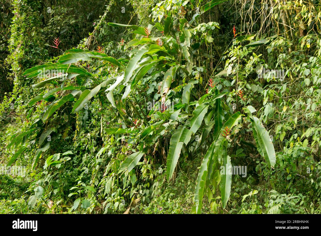 Heliconias in the Peruvian jungle. They are perennial herbaceous plants ...