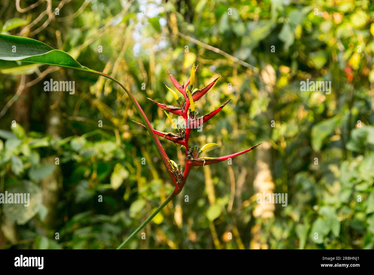 Heliconias in the Peruvian jungle. They are perennial herbaceous plants ...