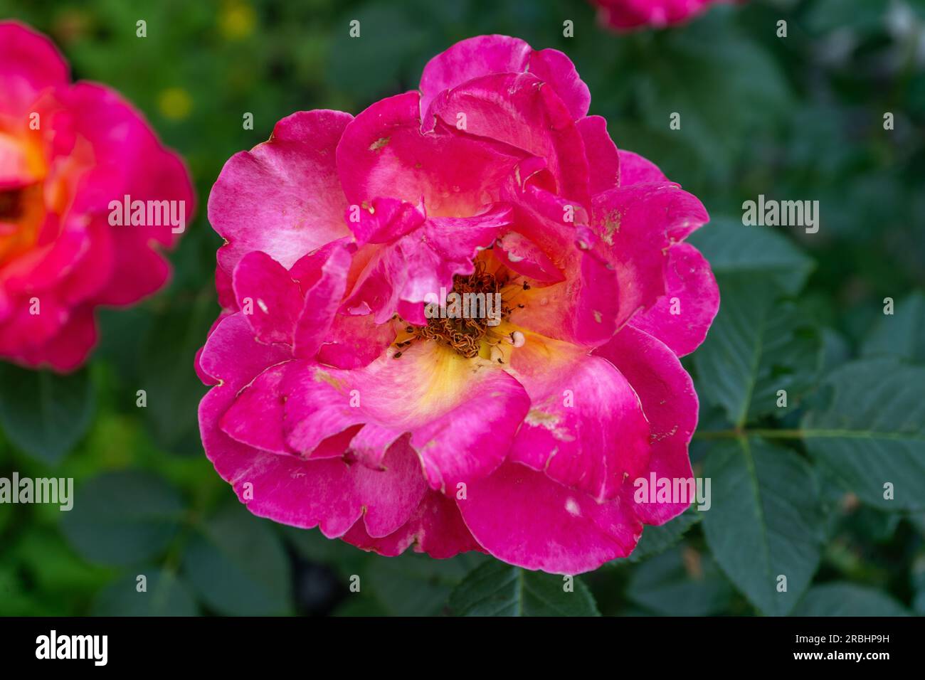 Pink roses. Bush in the garden. Orange rosebud. Summer flower petals ...