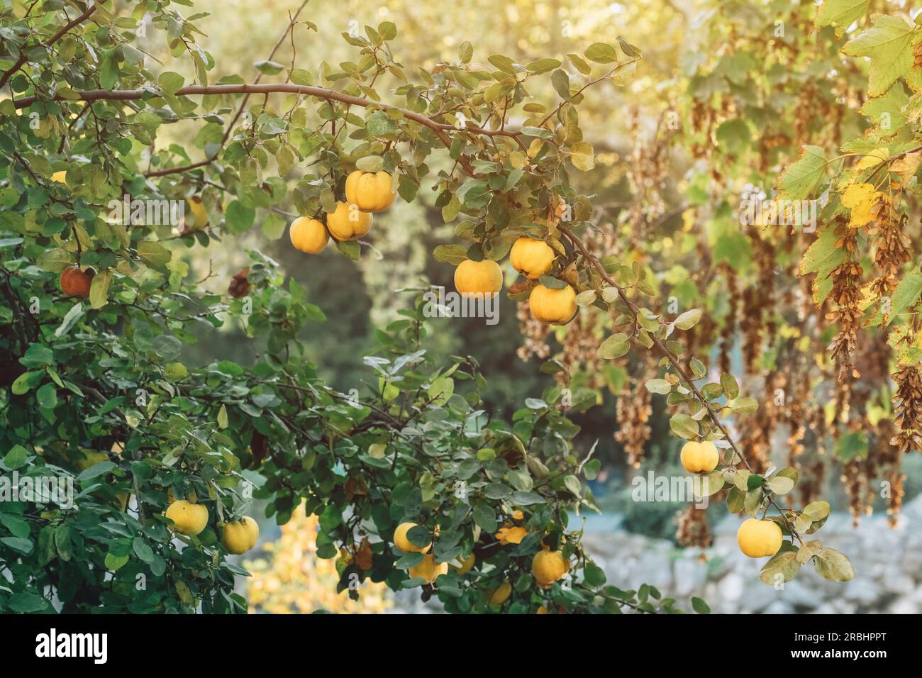 Quince fruit tree hi-res stock photography and images - Alamy