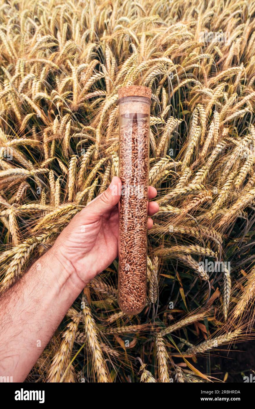 Farm worker holding plastic tube with wheat grain sample, selective ...