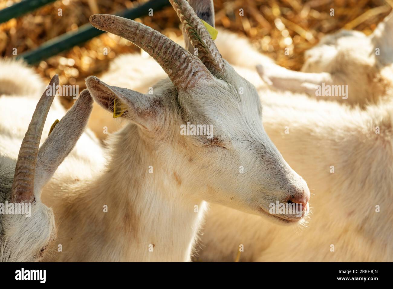 Female goat in pen on livestock farm, selective focus Stock Photo - Alamy