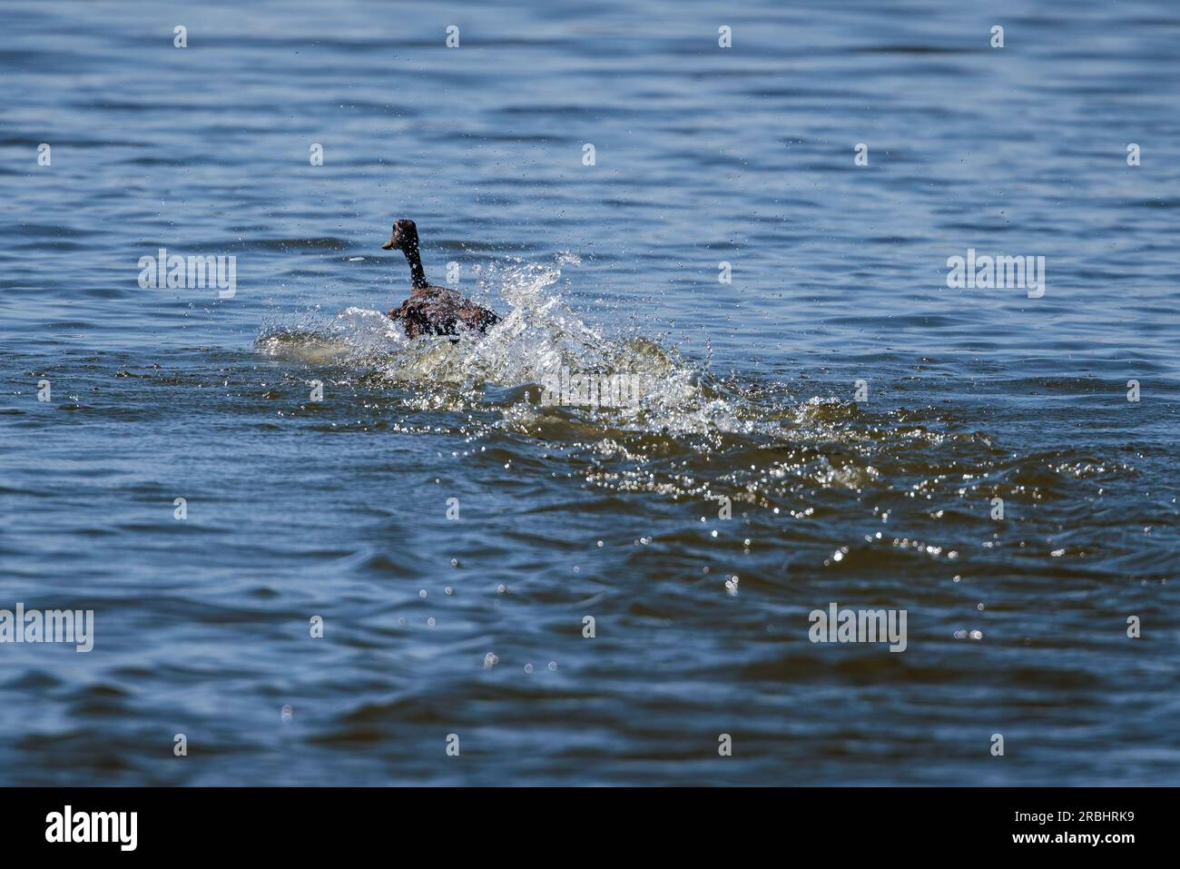 Duck dive pool hi-res stock photography and images - Alamy
